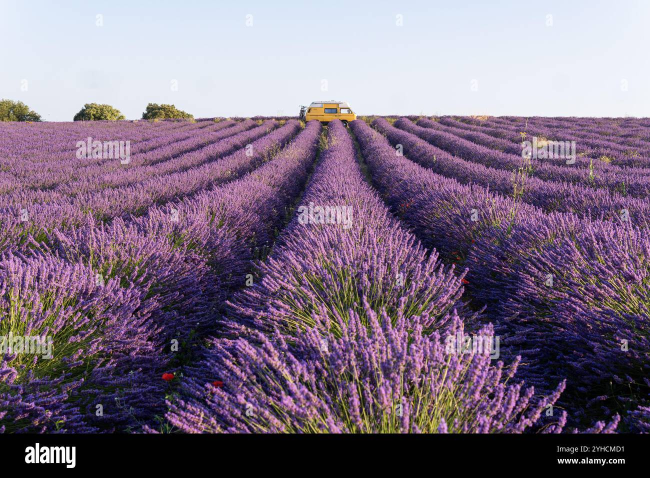 Retro yellow camper van during sunrise time in Valensole lavender ...