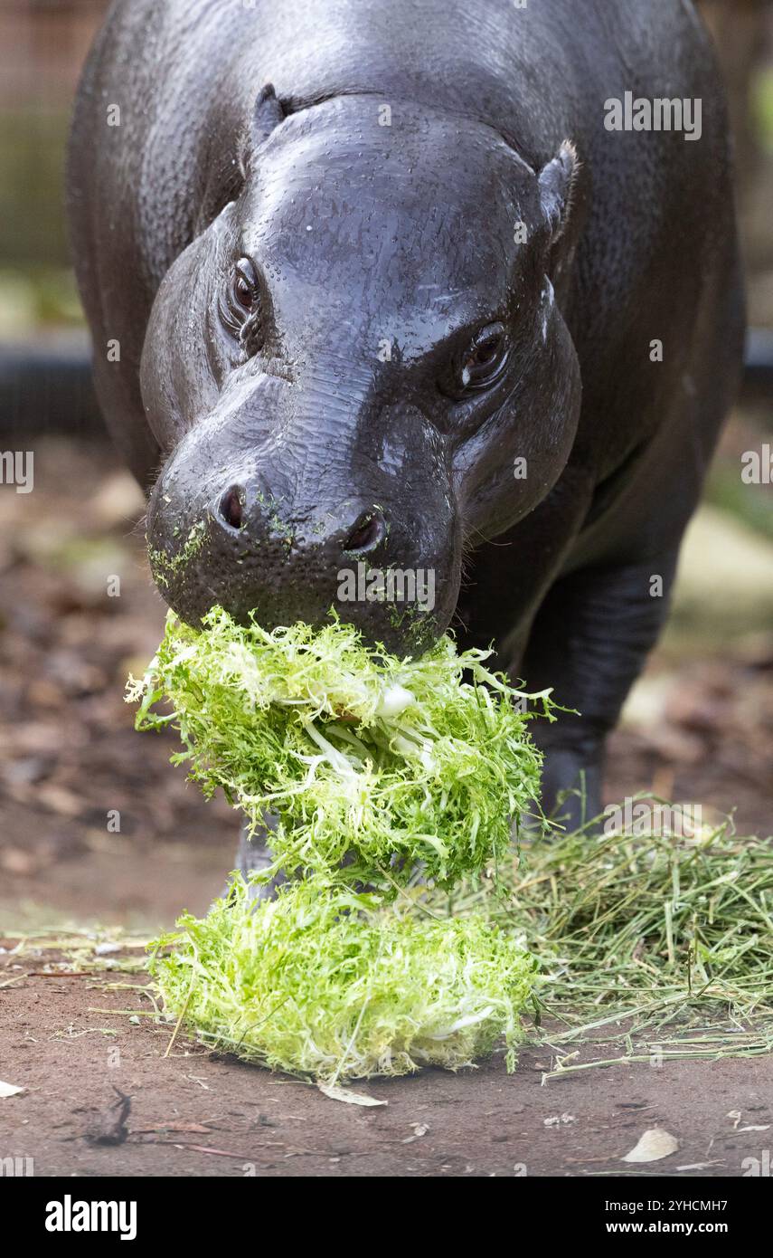 EDITORIAL USE ONLY Amara, a Pygmy Hippo at London Zoo, tucks into a ...