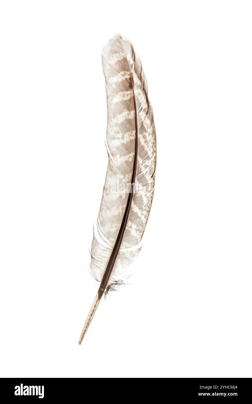 bird feather isolated on white background Stock Photo - Alamy