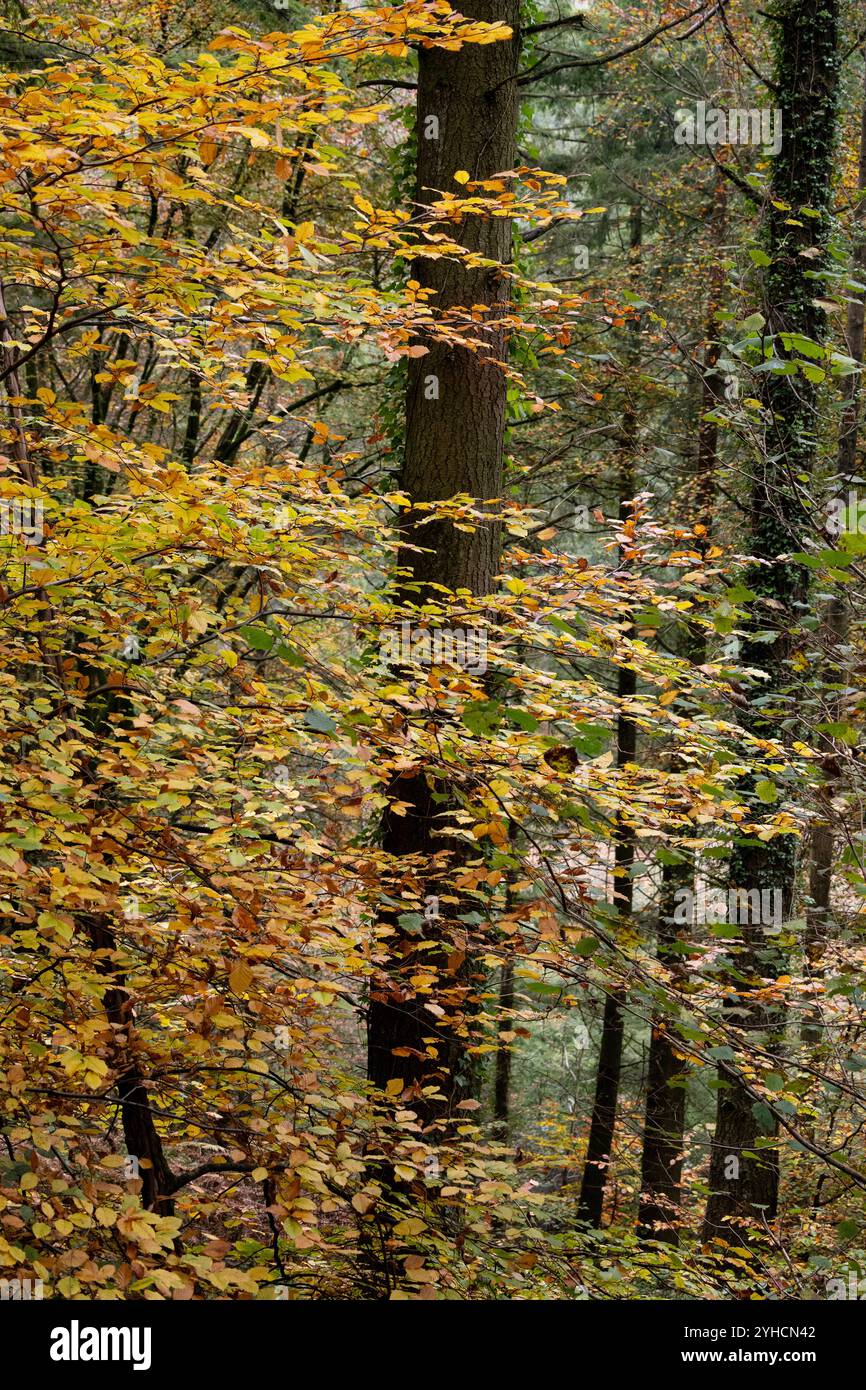 Golden brown woods hi-res stock photography and images - Alamy