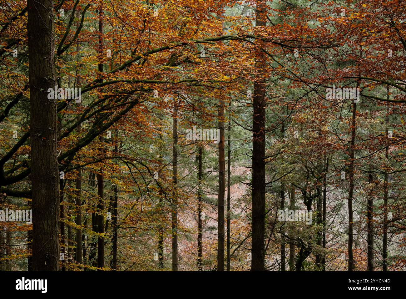 The changing colours of Autumn woods Stock Photo - Alamy