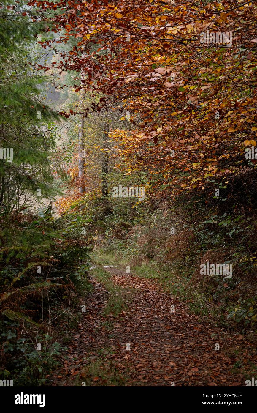 Beautiful path through golden hi-res stock photography and images - Alamy