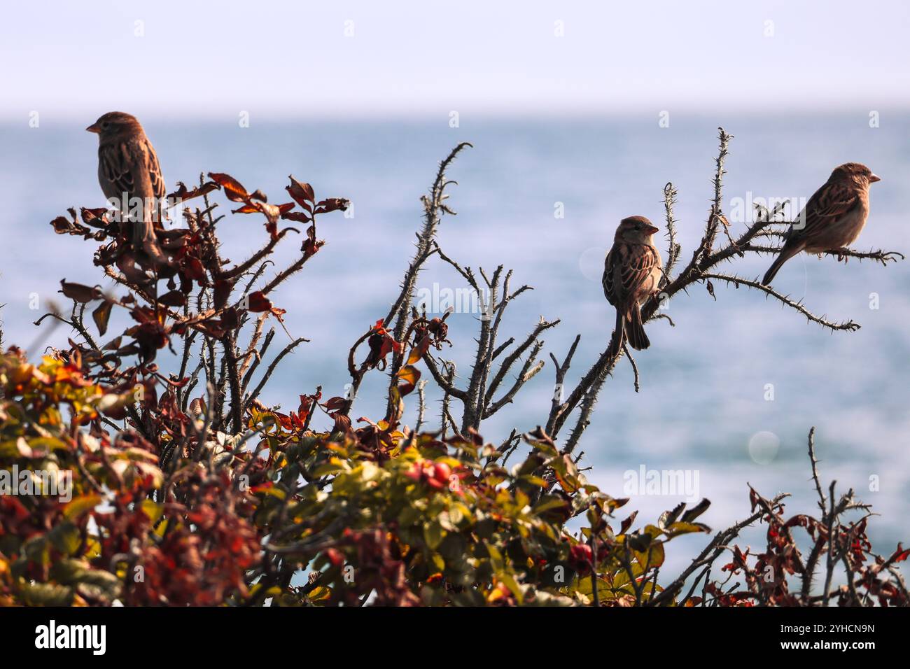 Three Birds in the bush Stock Photo - Alamy