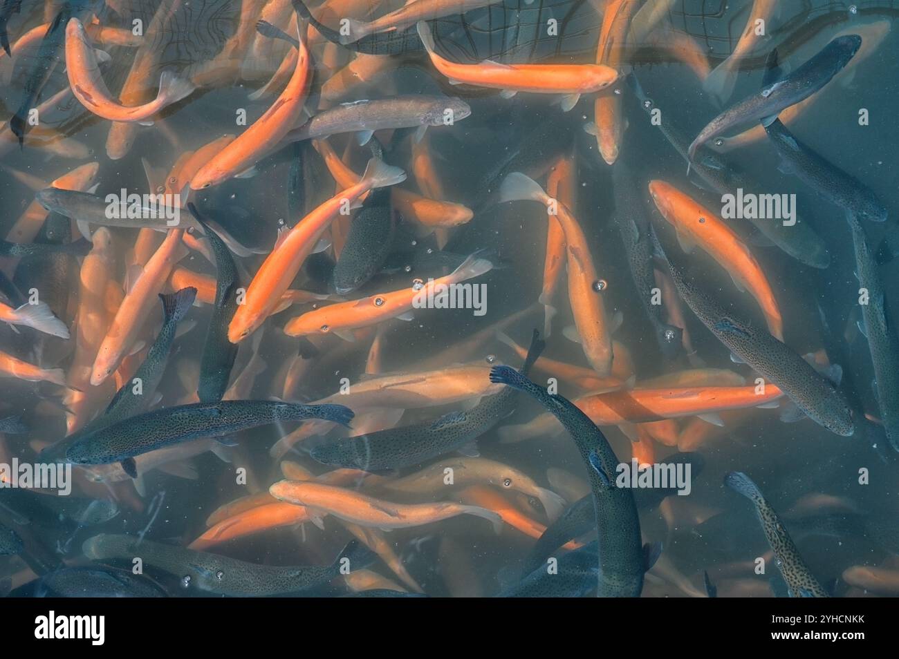 Trout splashing hi-res stock photography and images - Alamy