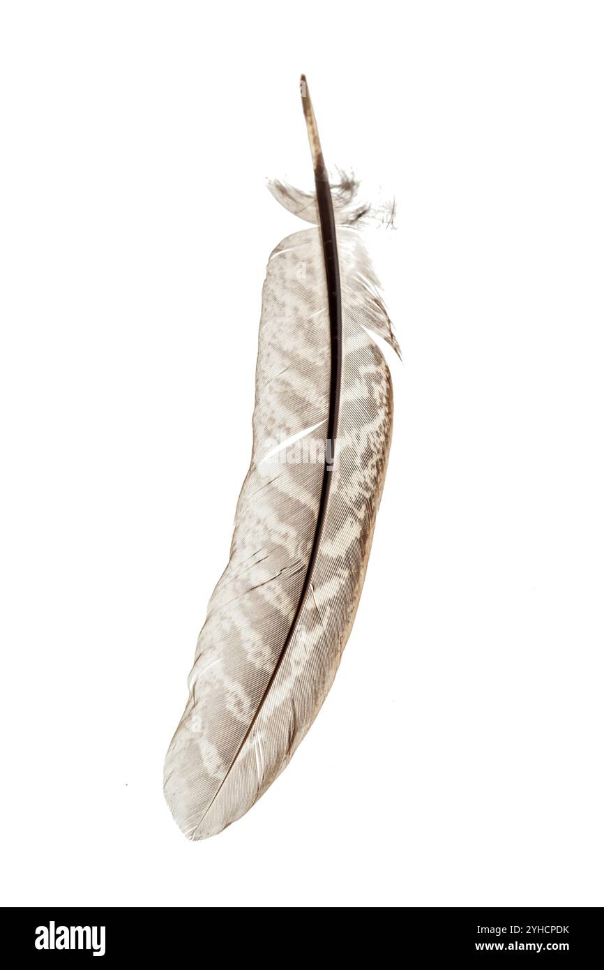 bird feather isolated on white background Stock Photo - Alamy