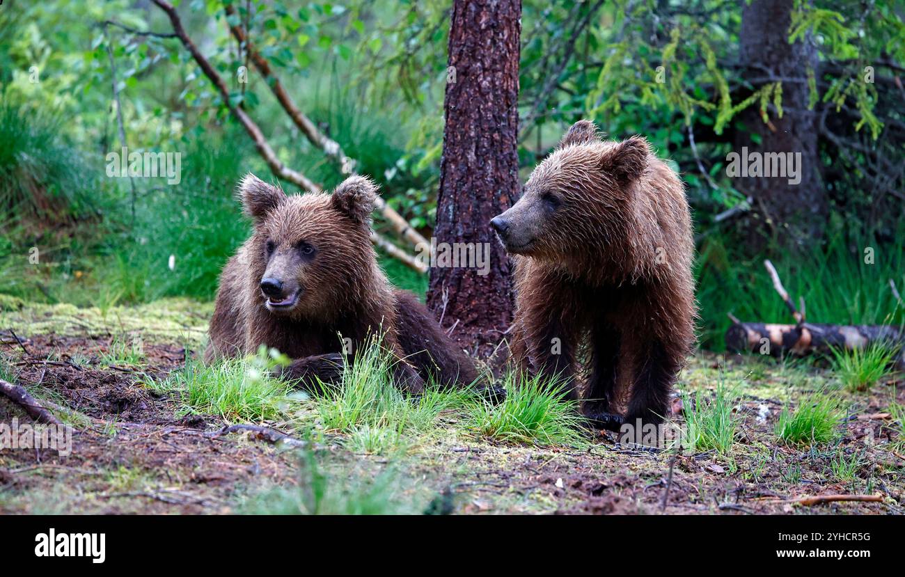 Brown bears in the Taiga forest in Finland Stock Photo - Alamy