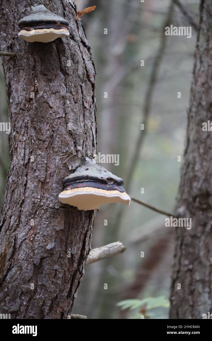two red Band fungus on Pine Stock Photo - Alamy