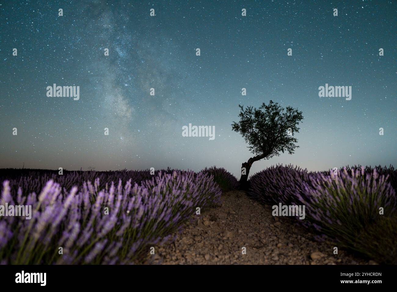 Standalone tree under the starry sky among lavender rows in Valensole ...