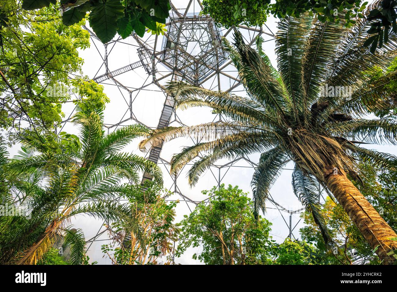 A high-level viewing platform is visible through the palm trees in the ...