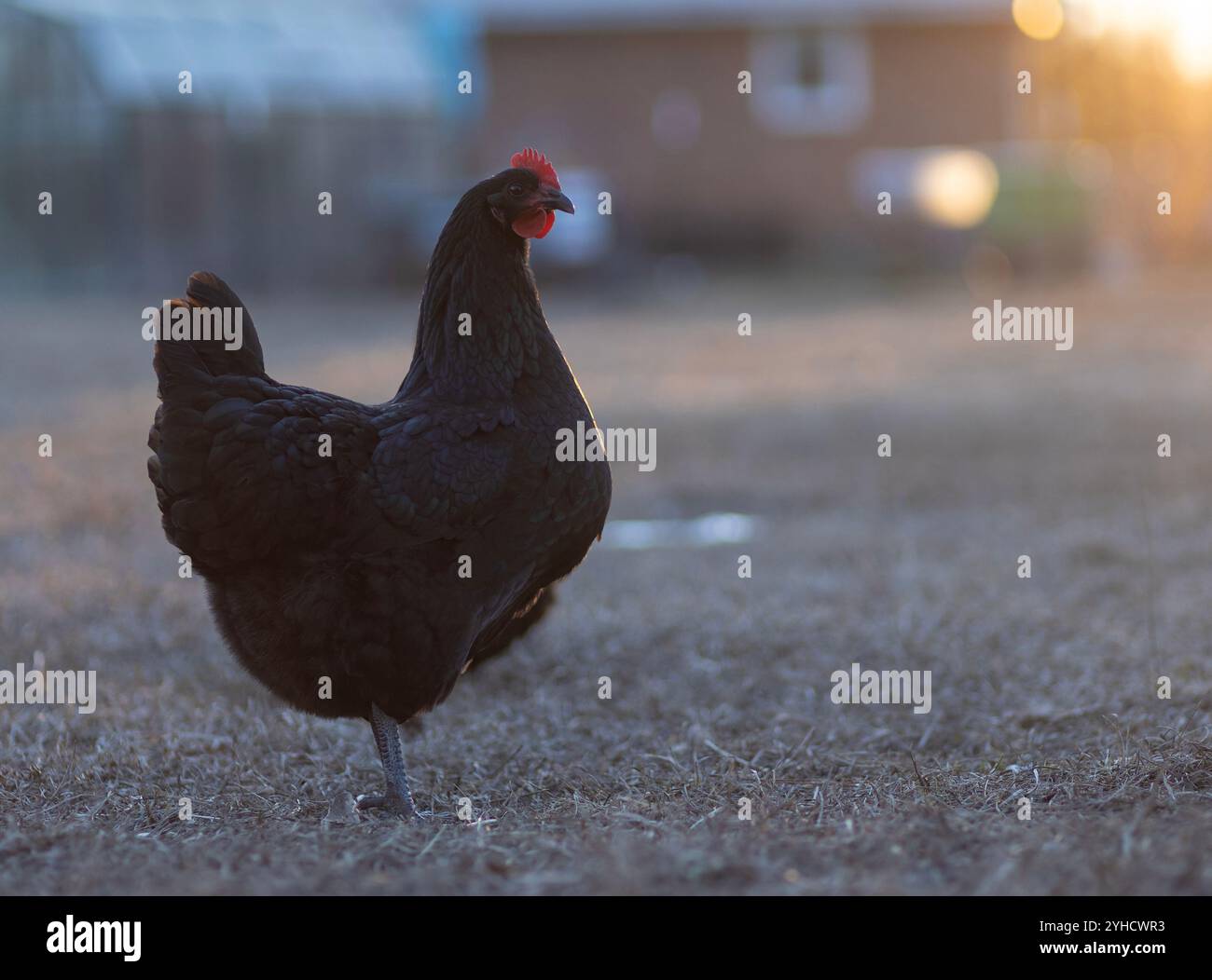 Free ranging Australorp chicken hen on a field with the sun going down ...