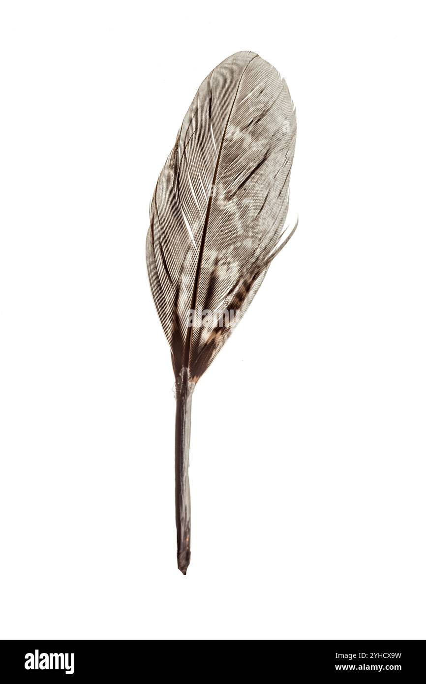 bird feather isolated on white background Stock Photo - Alamy