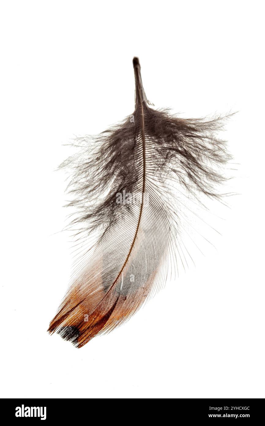 bird feather isolated on white background Stock Photo - Alamy