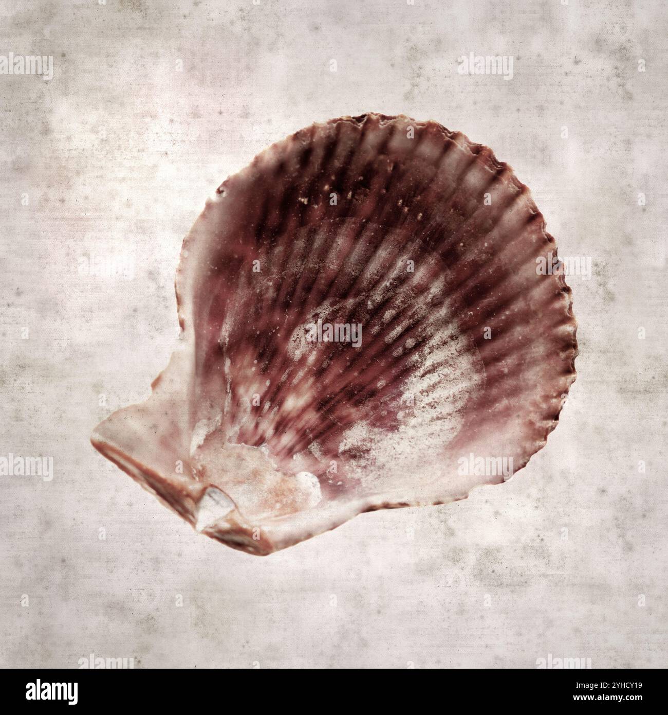 textured stylish old paper background, square with shell of Talochlamys ...