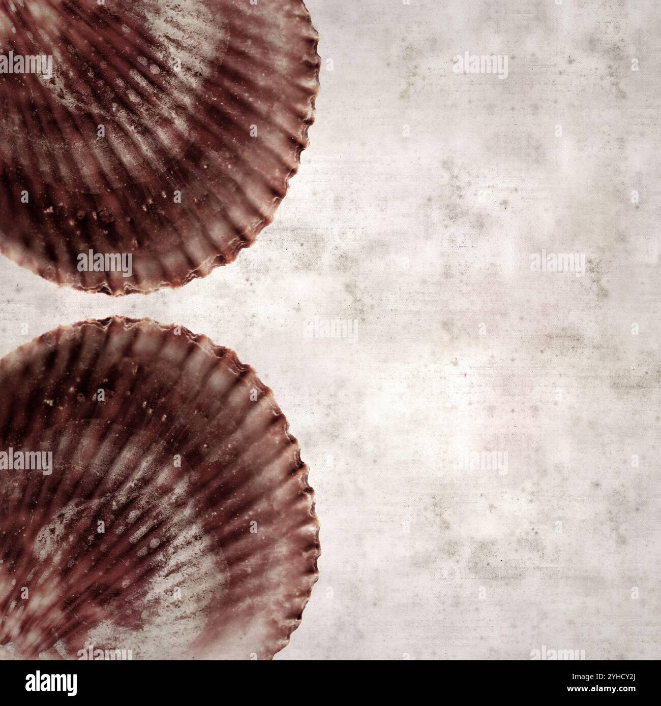 textured stylish old paper background, square with shell of Talochlamys ...