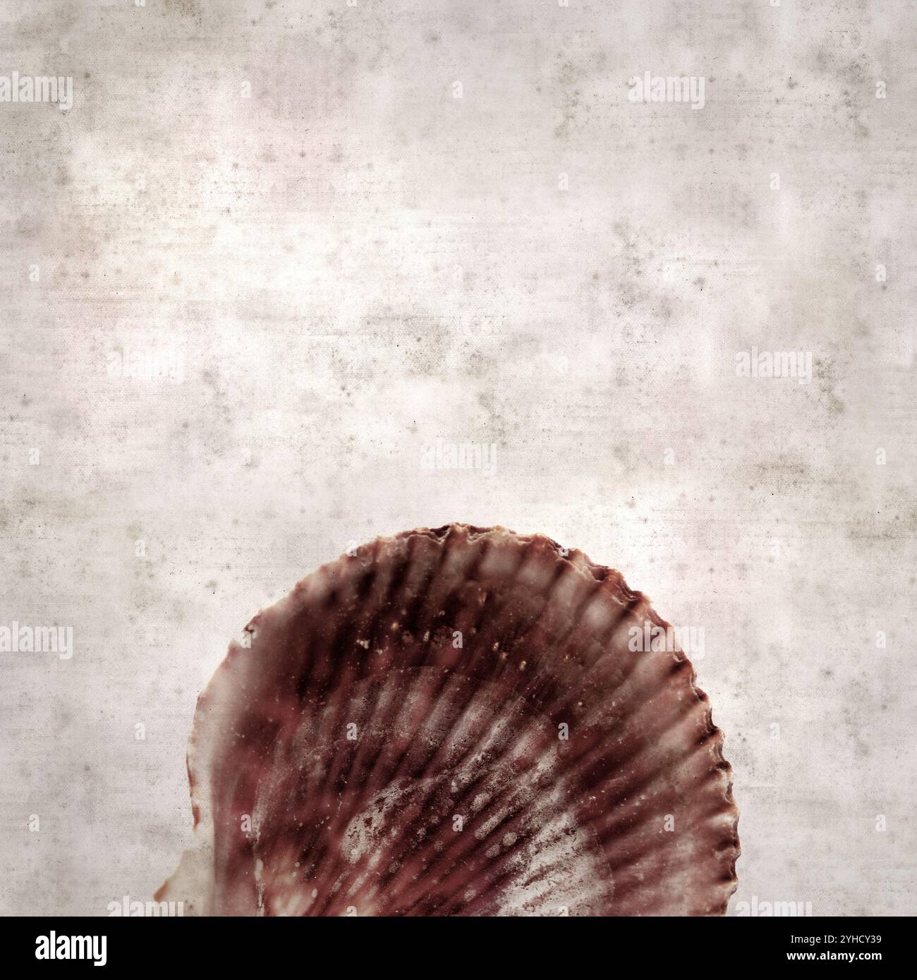 textured stylish old paper background, square with shell of Talochlamys ...