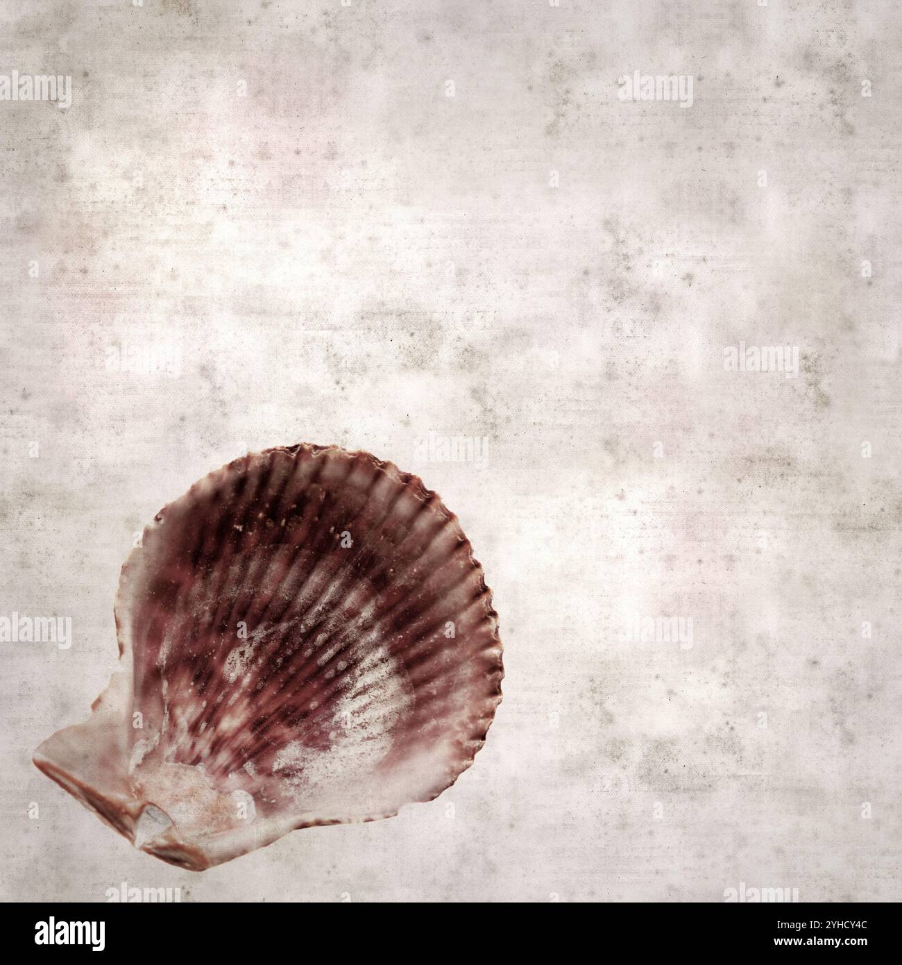 textured stylish old paper background, square with shell of Talochlamys ...