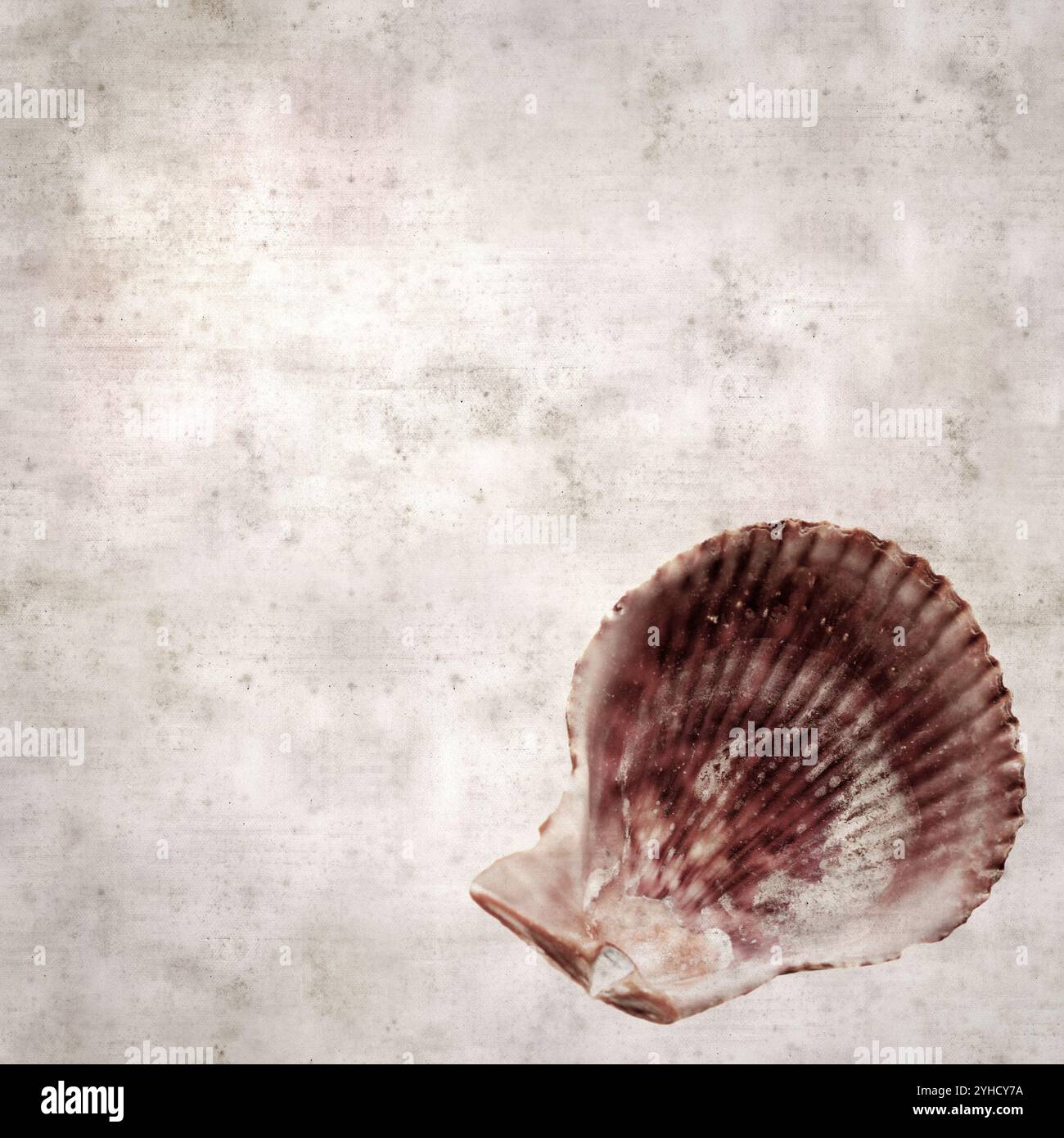 textured stylish old paper background, square with shell of Talochlamys ...