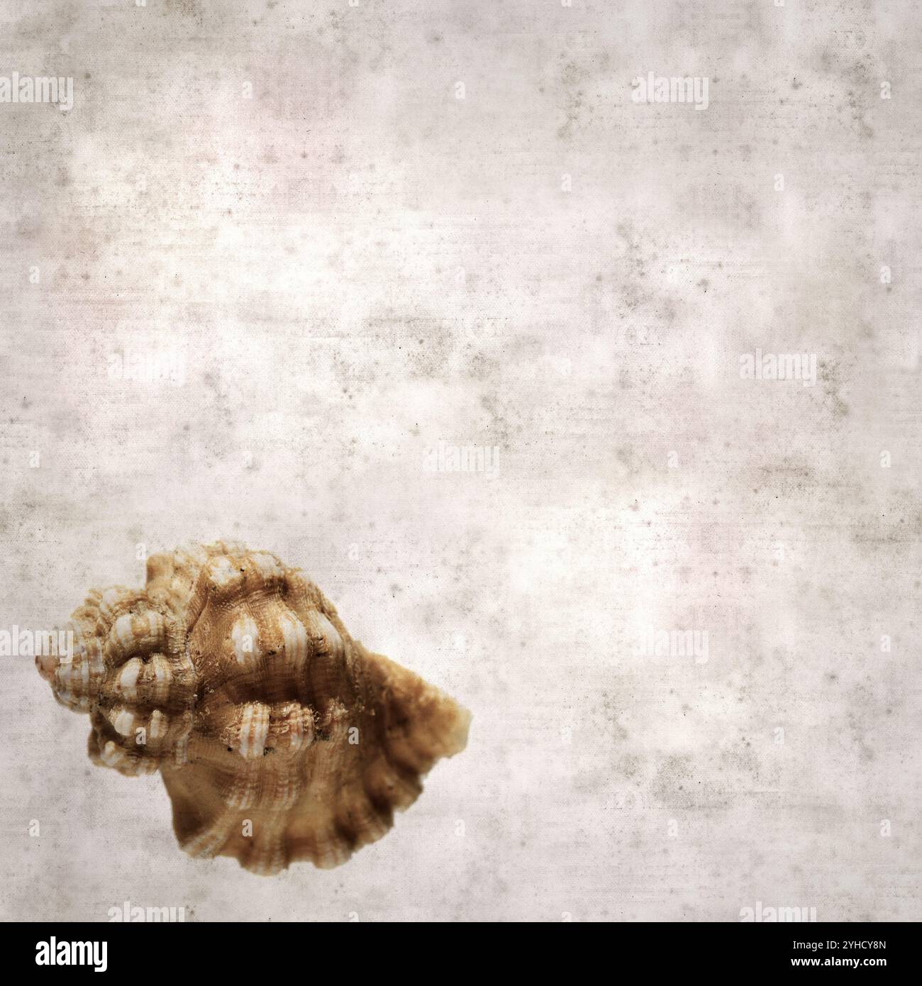 textured stylish old paper background, square with small Brown Shell of ...