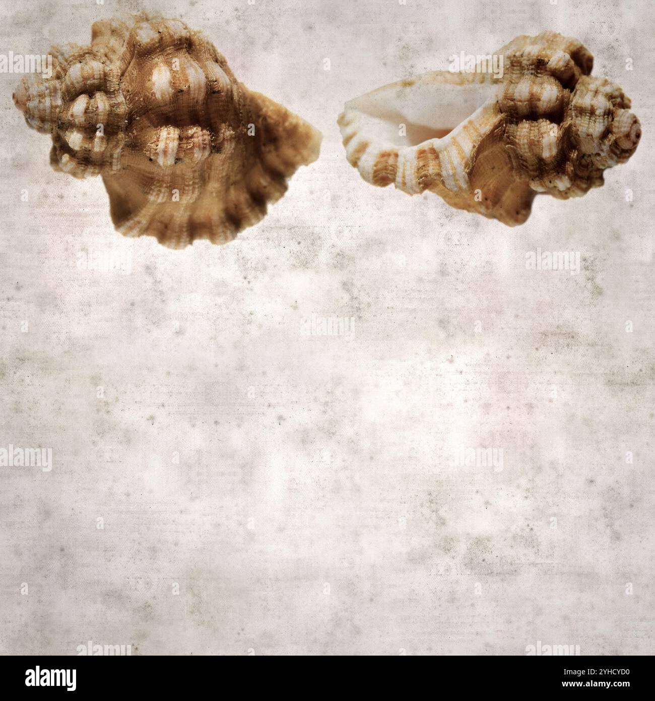 textured stylish old paper background, square with small Brown Shell of ...