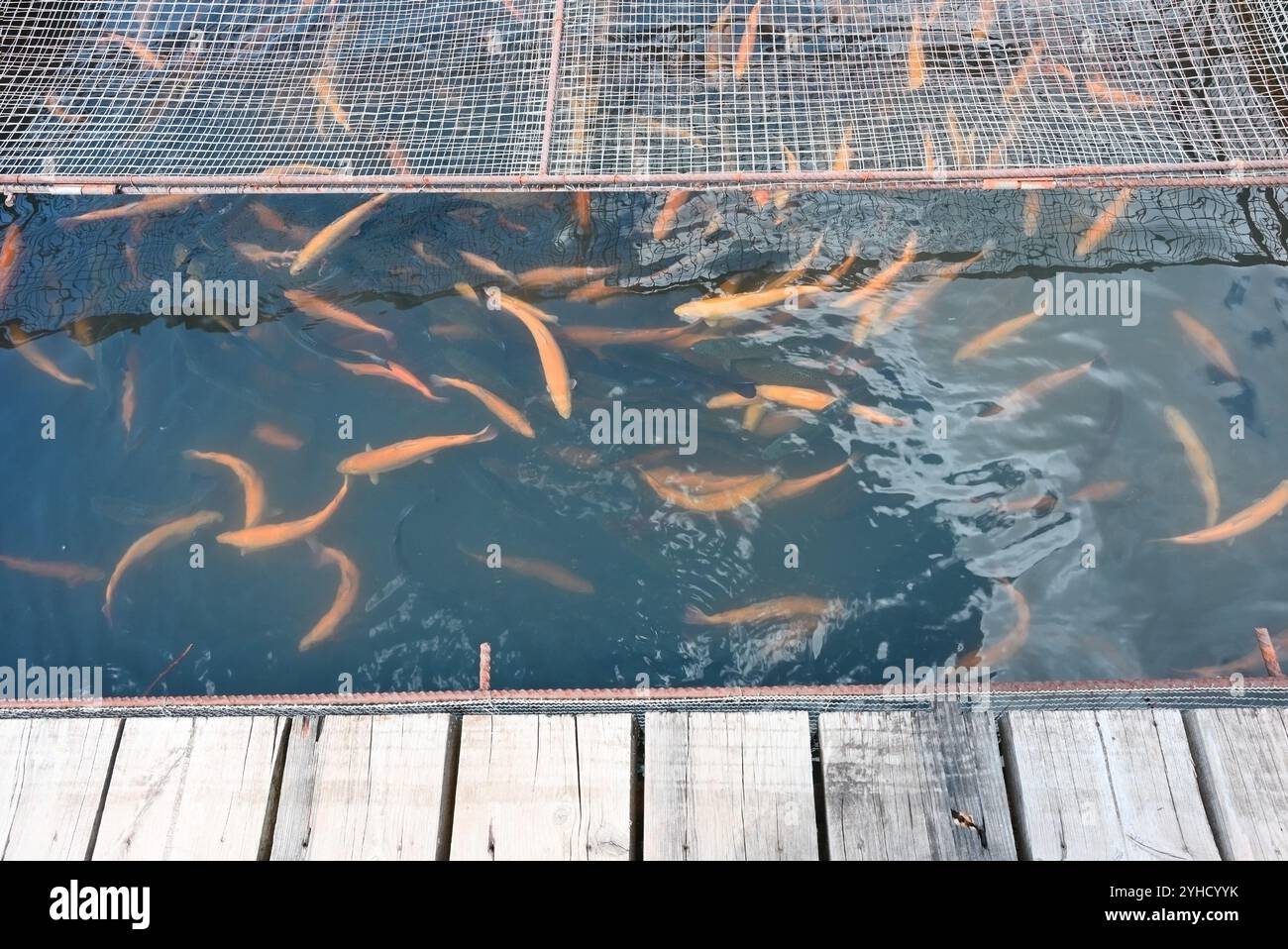 Rainbow trout aquaculture farm Stock Photo - Alamy