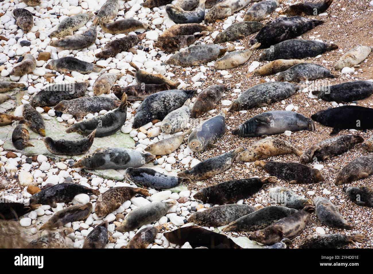 Atlantic Grey seal, Hahchoerus grypus atlantic, colony at Flamborough ...