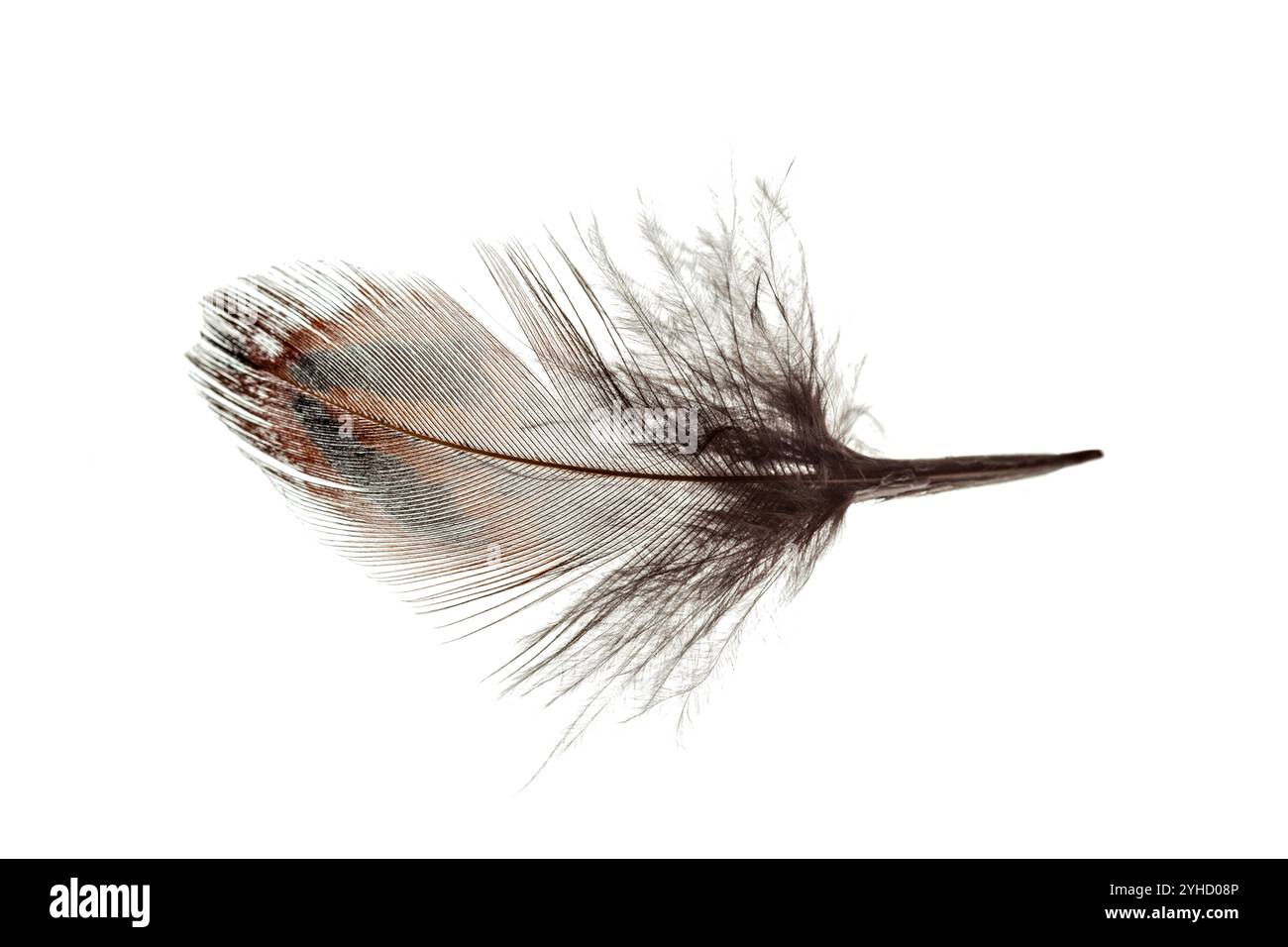 bird feather isolated on white background Stock Photo - Alamy