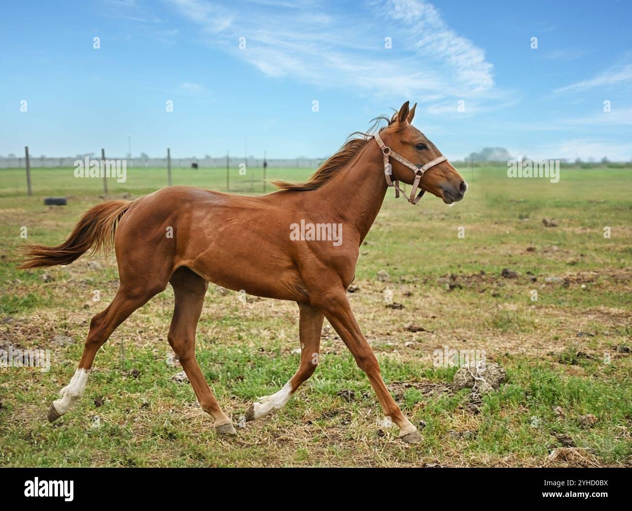 Thoroughbred mare galloping in the paddock of a rural farm on a sunny ...