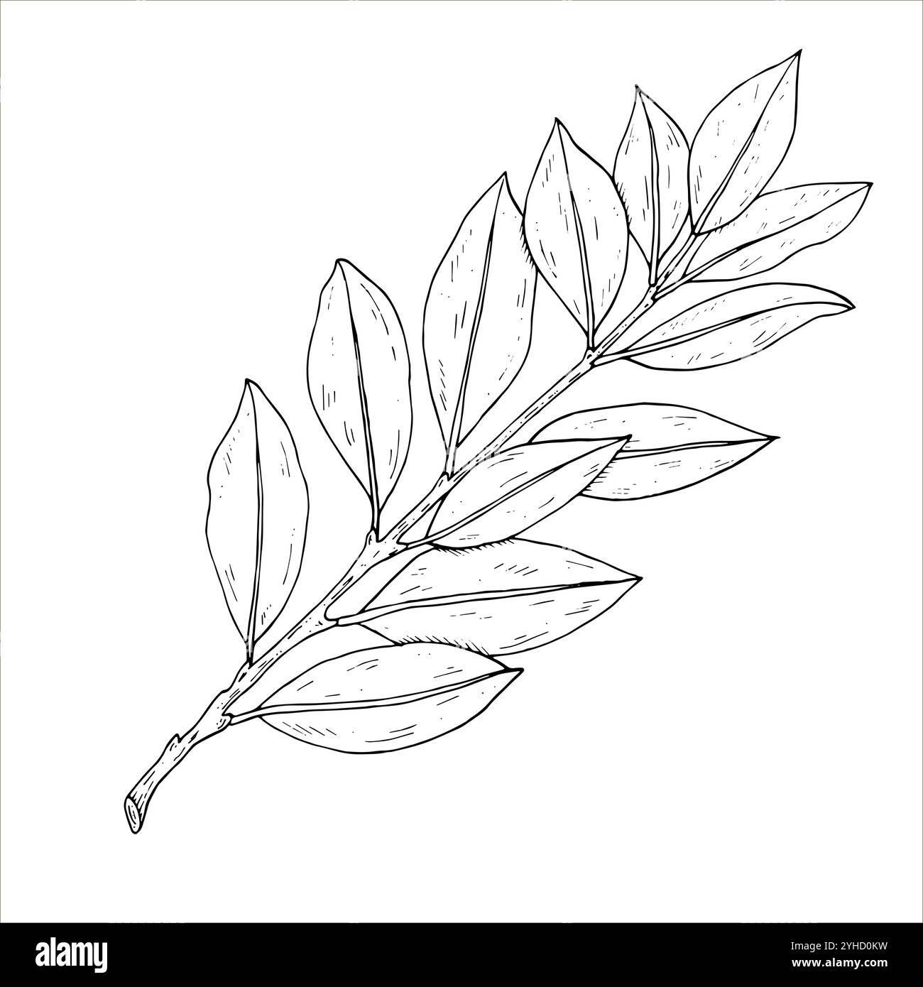 Graphics vector botanical illustrations with laurel. Black line sketch ...