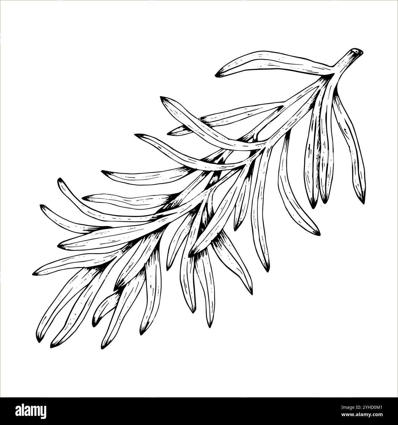 Graphics vector botanical illustrations with tarragon. Black line ...