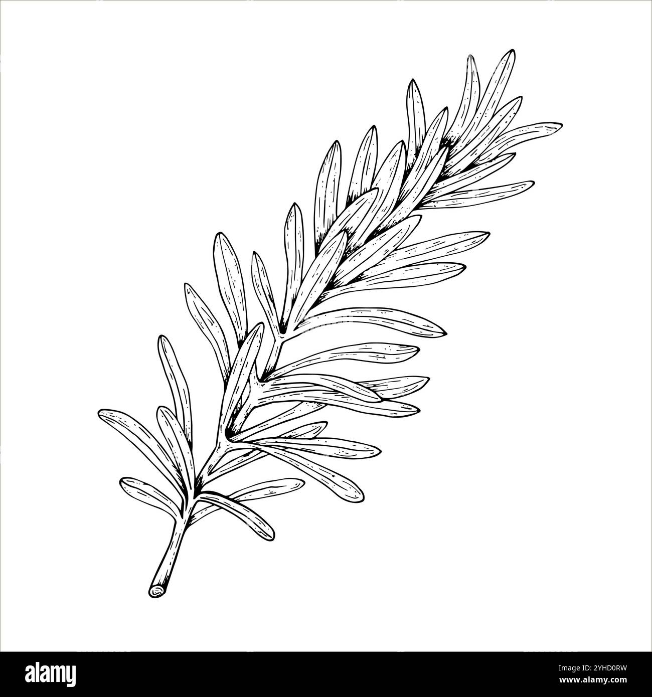 Graphics vector botanical illustrations with rosemary. Black line ...