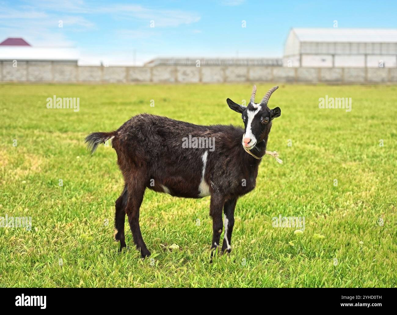 Cute black goat in village hi-res stock photography and images - Alamy