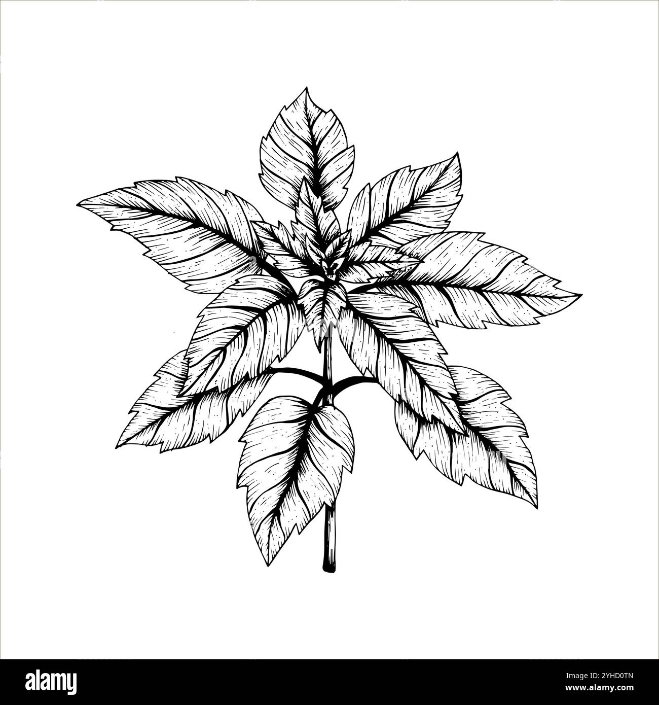 Graphics vector botanical illustrations with red basil. Black line ...