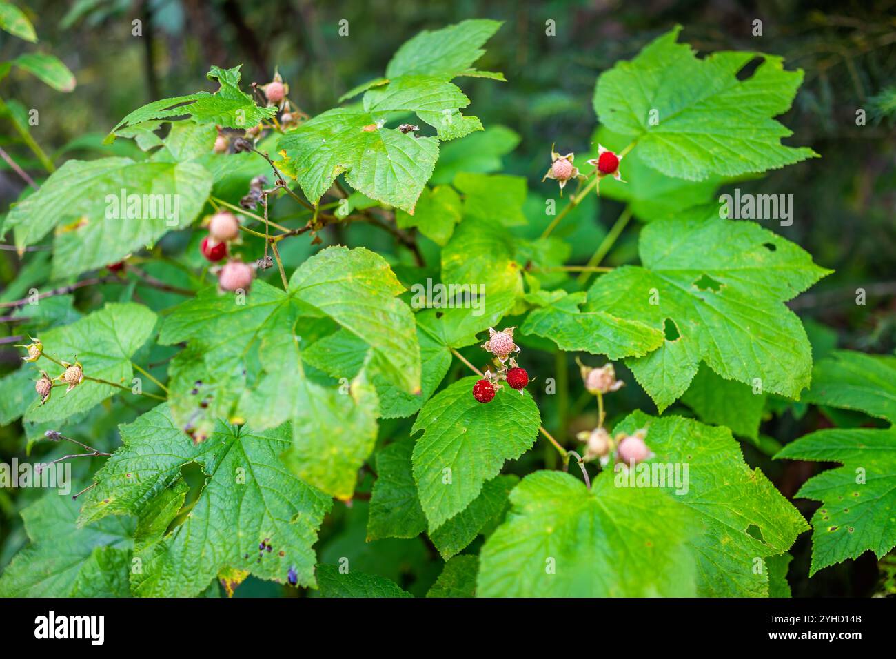 Rubus phoenicolasius in mountain forest hi-res stock photography and ...