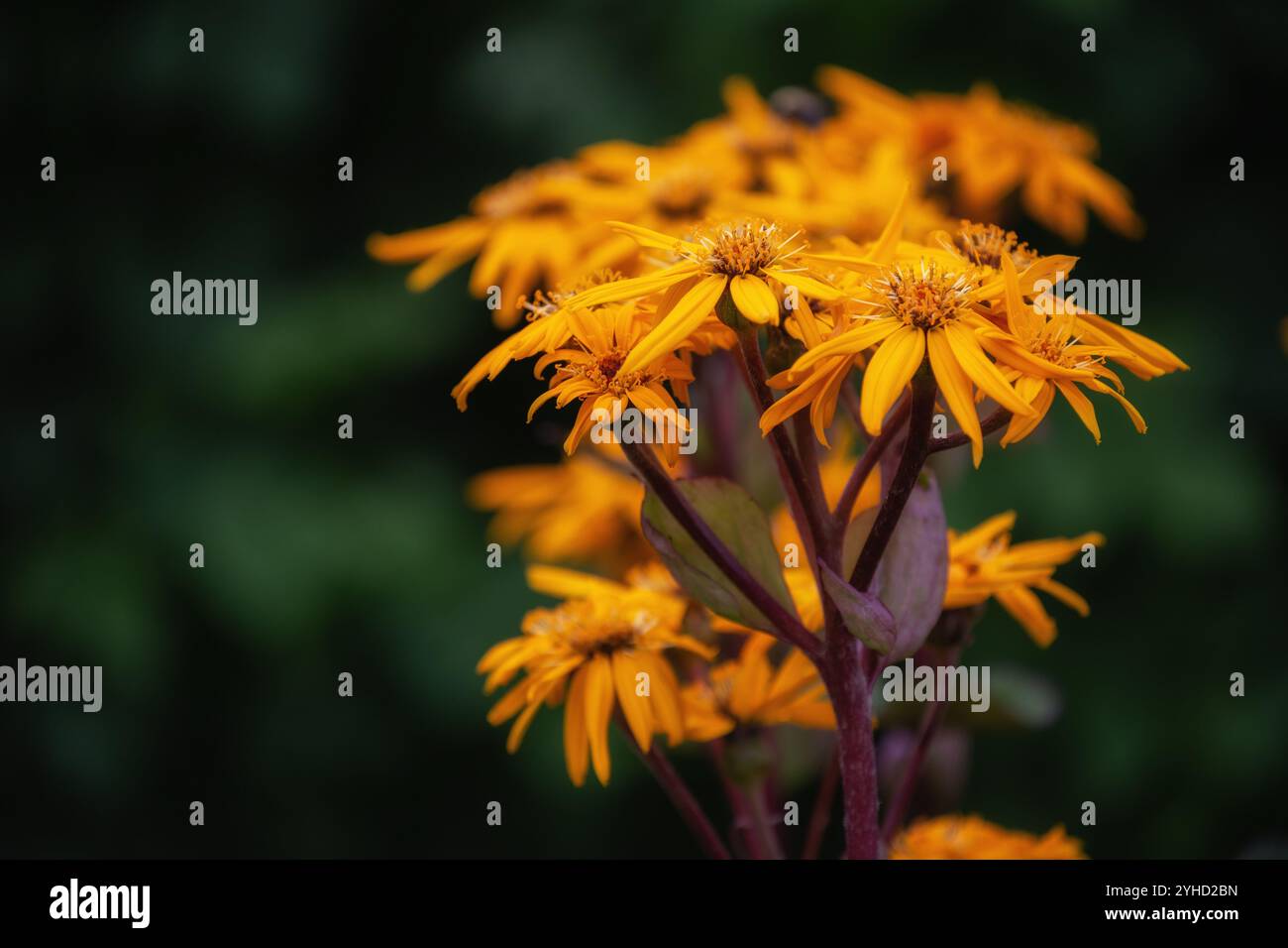 Leopard plant hi-res stock photography and images - Alamy