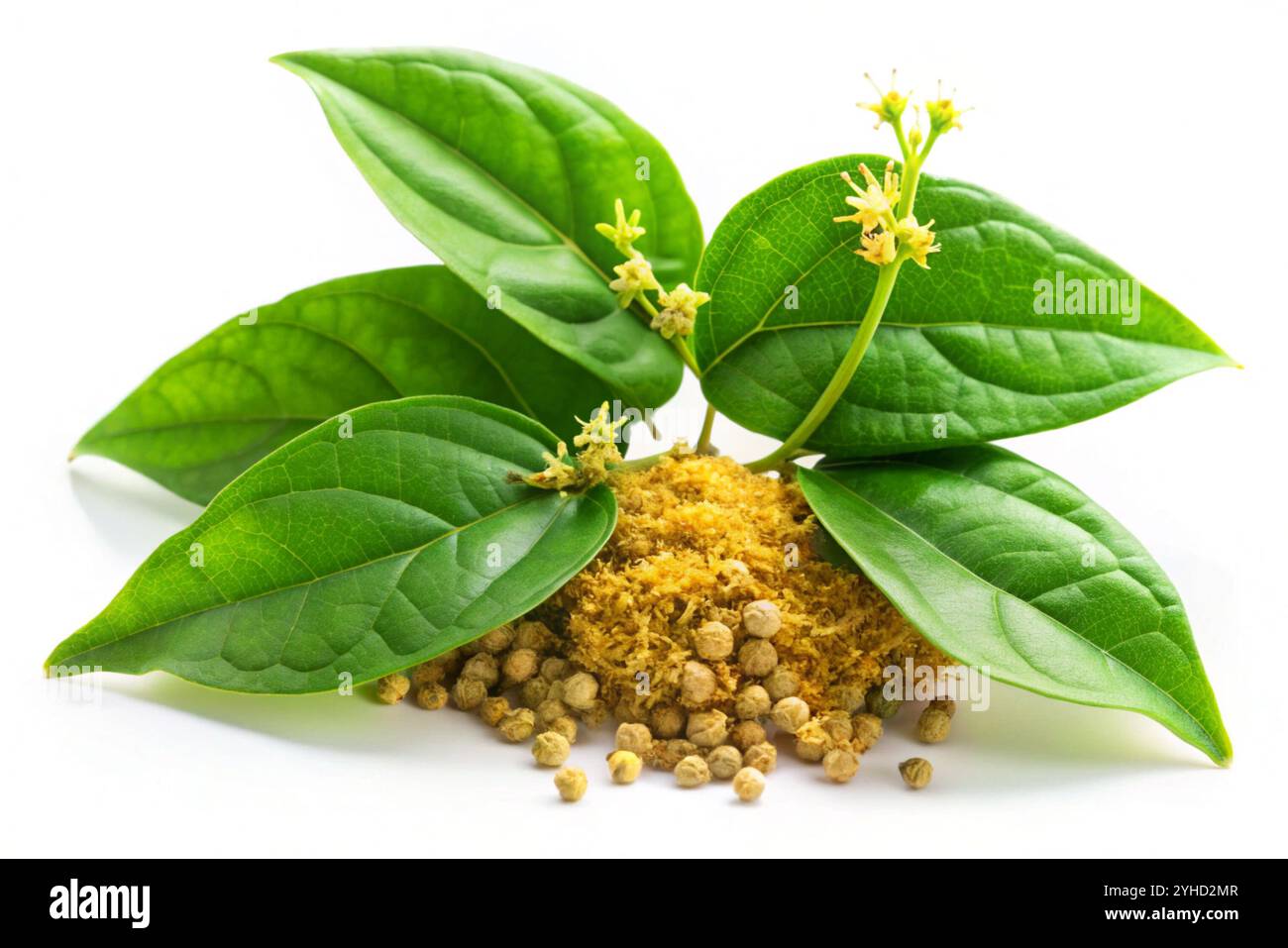 Herbal gondho badali with flower, isolated on white background Stock ...