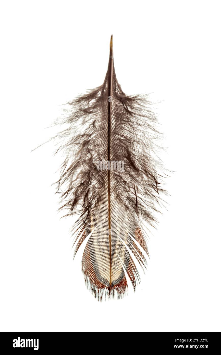 bird feather isolated on white background Stock Photo - Alamy