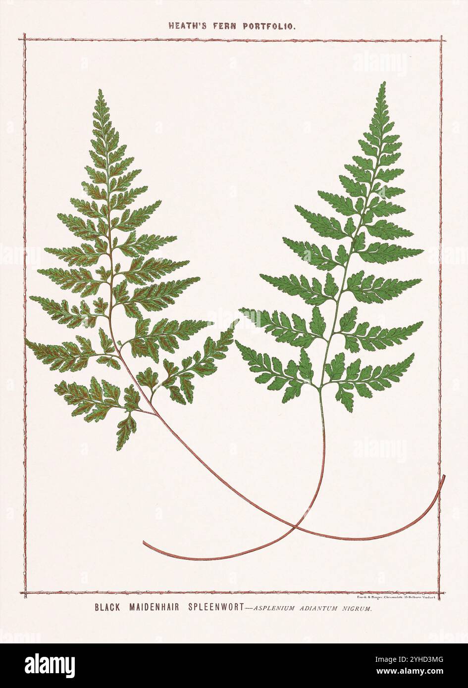 Vintage botanical illustration of ferns from a British botanical book ...