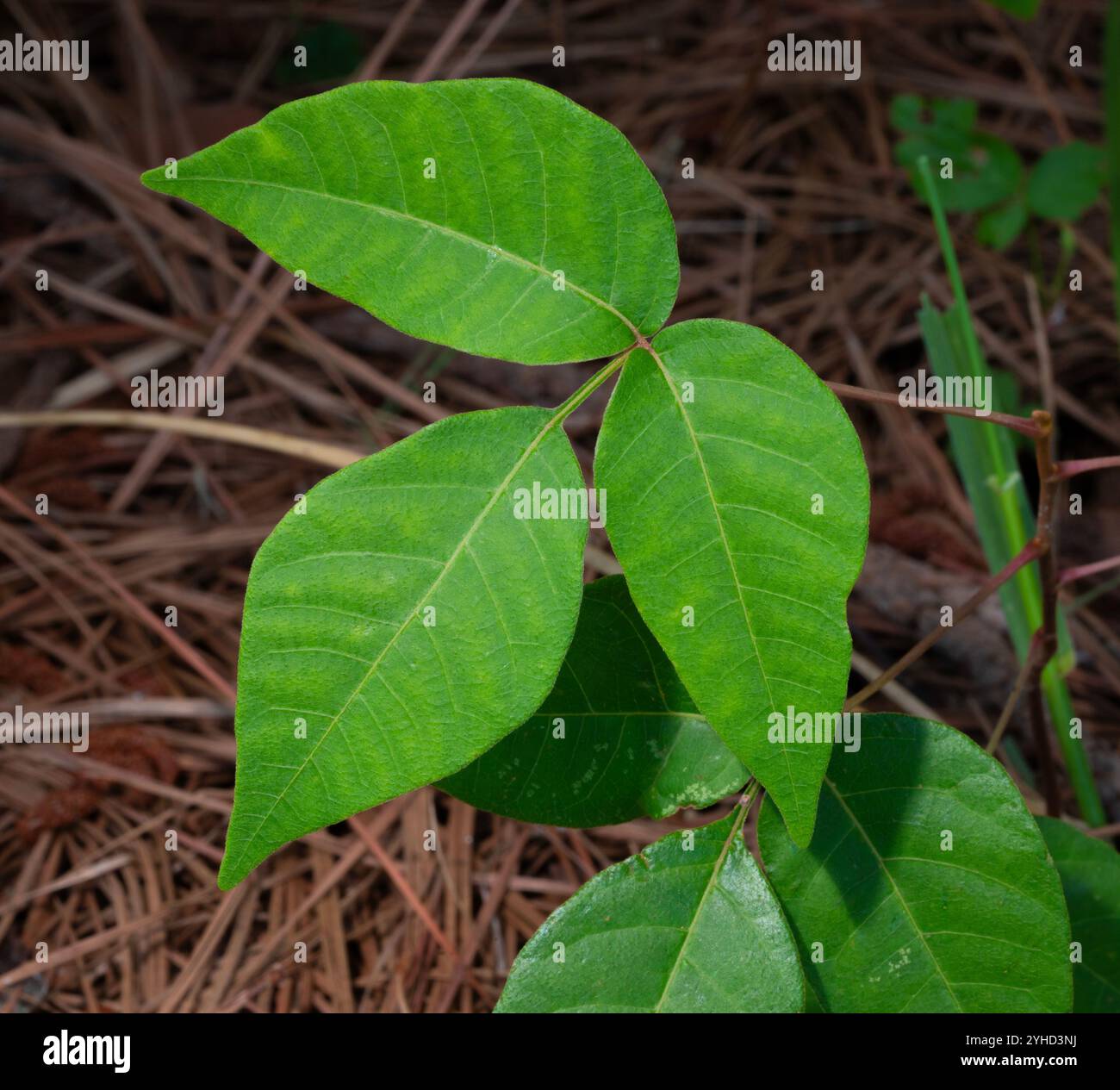 Poison ivy growing through the thick pine needles in a forest floor ...