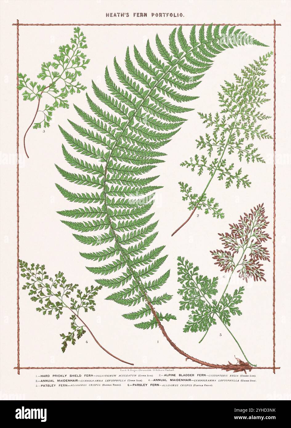 Vintage botanical illustration of ferns from a British botanical book ...