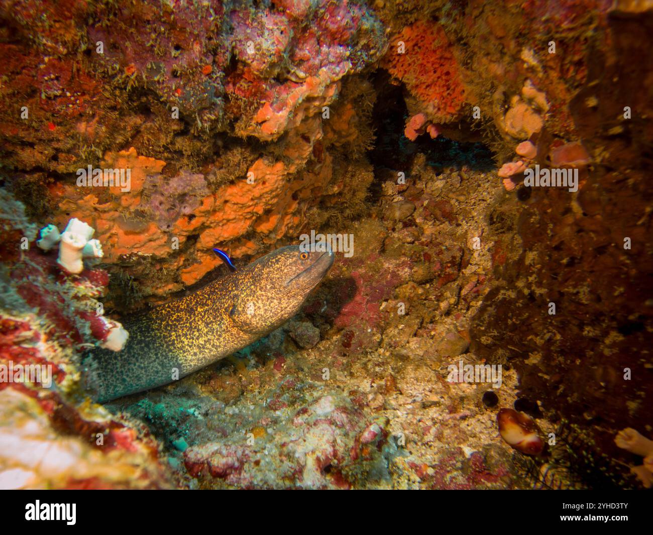 Eel triangle hi-res stock photography and images - Alamy