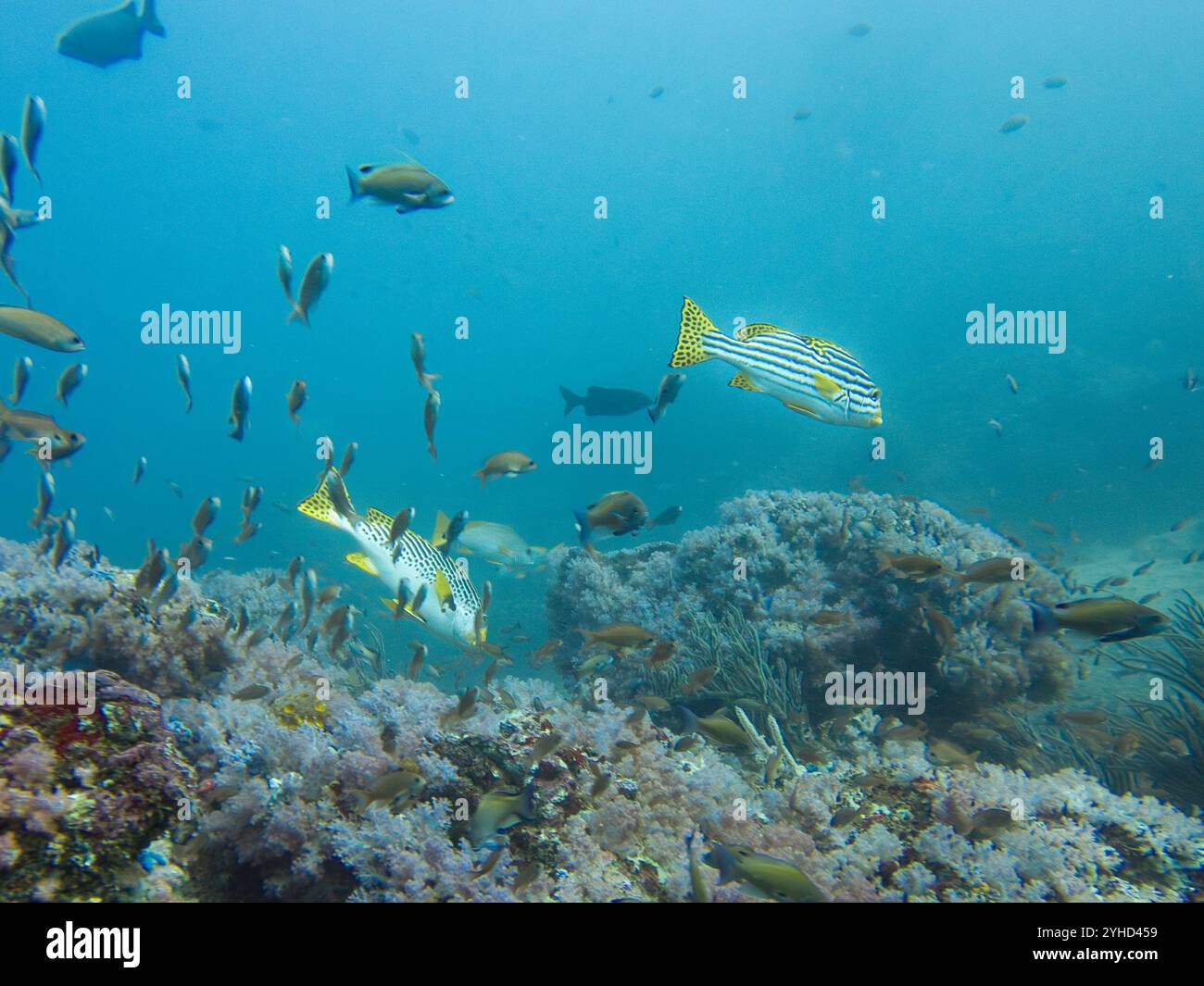 Fish lips hi-res stock photography and images - Alamy