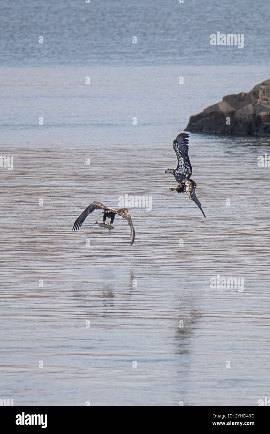 Two juvenile American bald eagles capture and fight over a fish Stock ...
