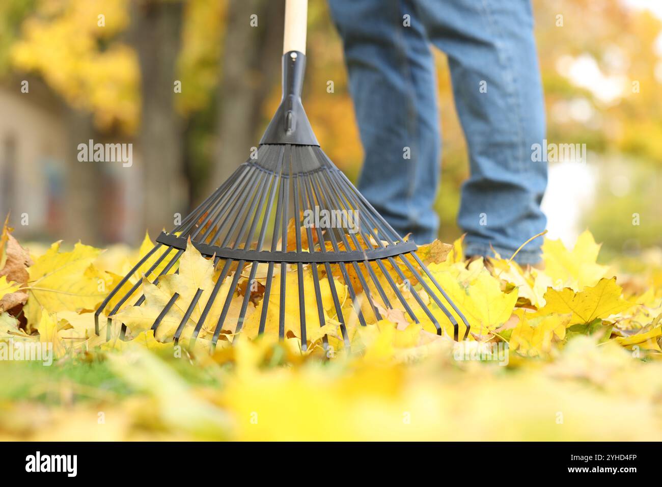 Man raking fallen yellow leaves hi-res stock photography and images - Alamy
