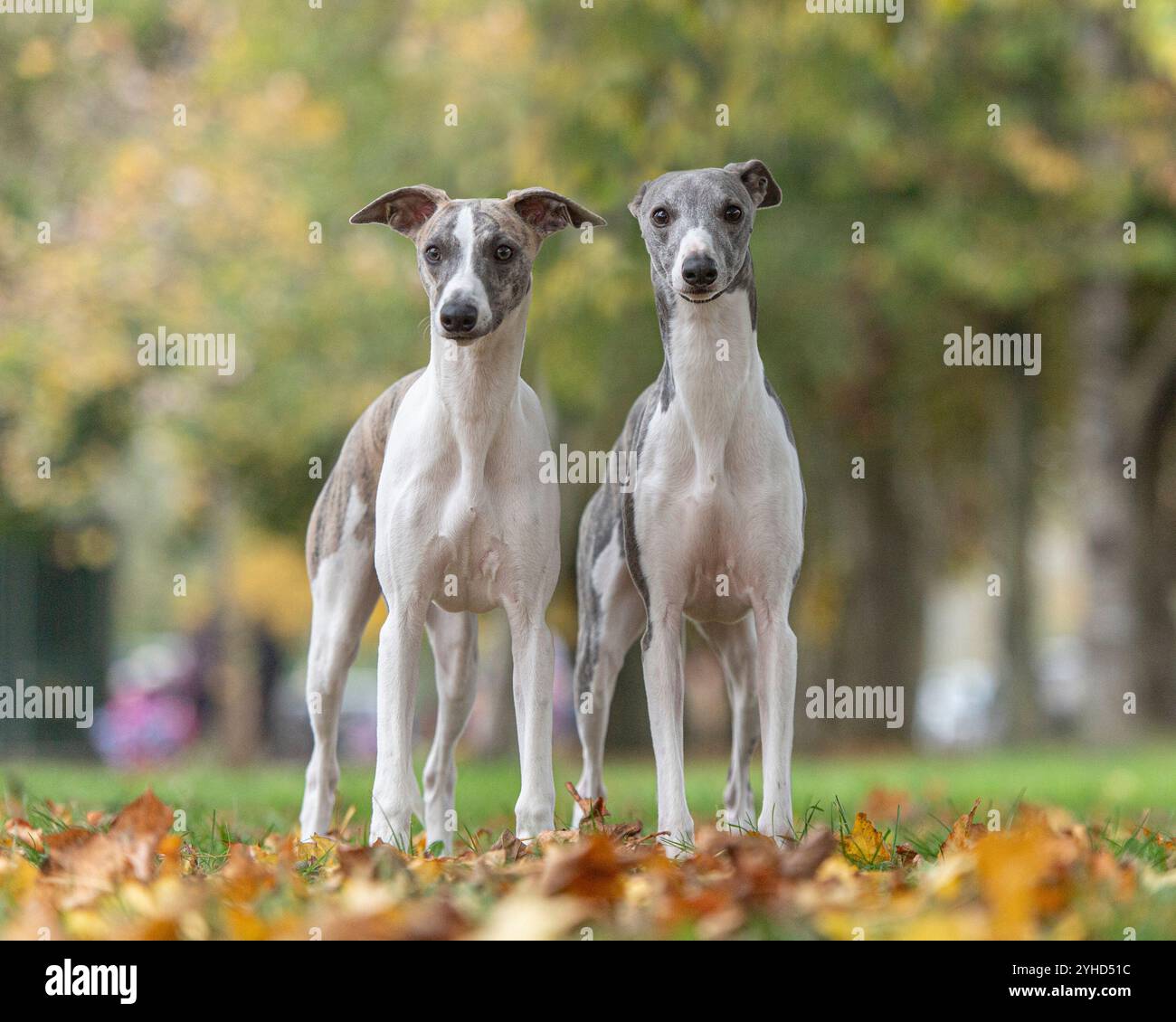 two whippets standing in trees and countryside Stock Photo - Alamy