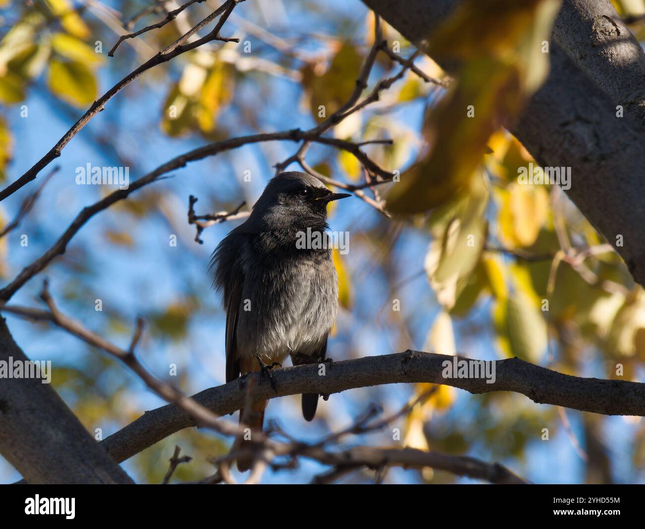 The redstart Phoenicurus ochruros is a species of small migratory bird ...