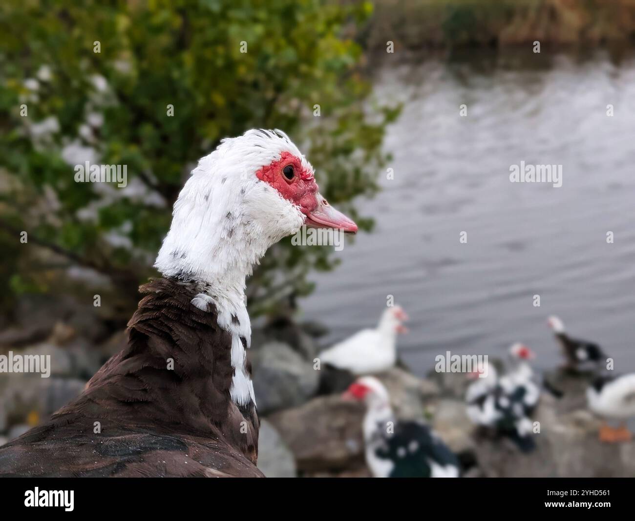 Muscovy duck Cairina moschata is a species of large water bird in the ...