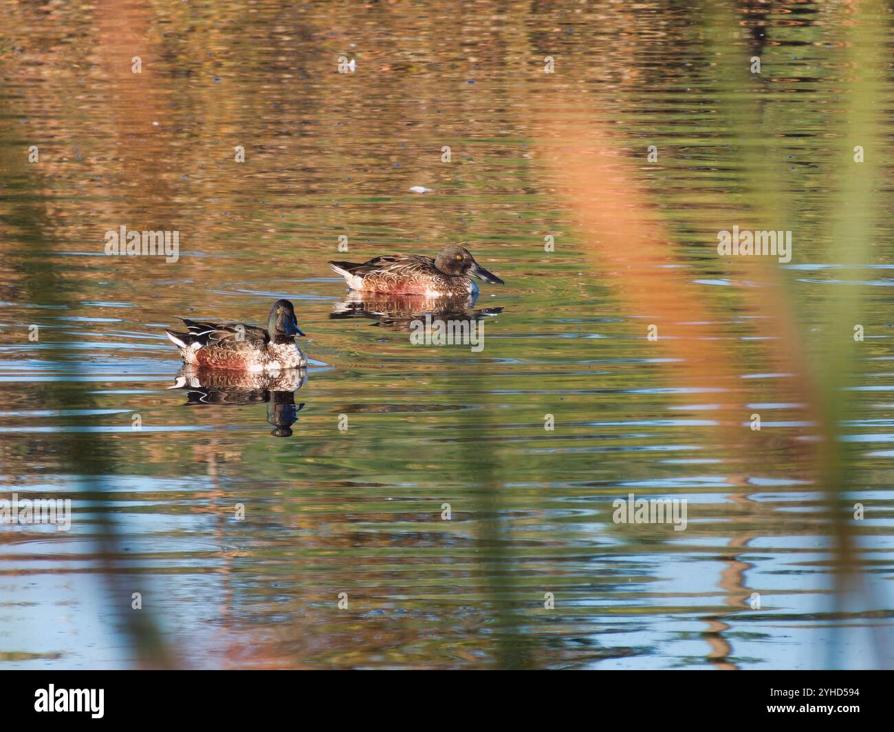 The common shoveler Spatula clypeata is a species of medium-sized ...
