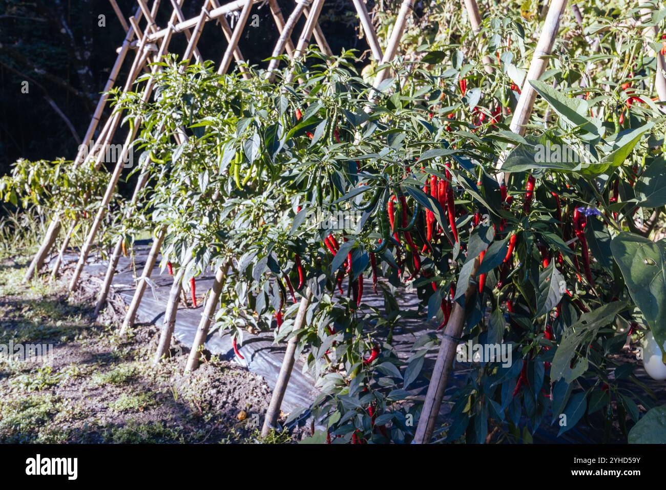 Nakasendo Trail Landscape in Japan Stock Photo - Alamy