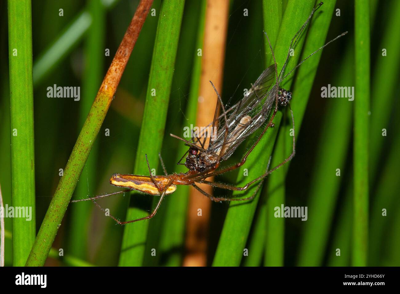 A Long-jawed orb weaver has caught an insect in its web in a vegetation ...