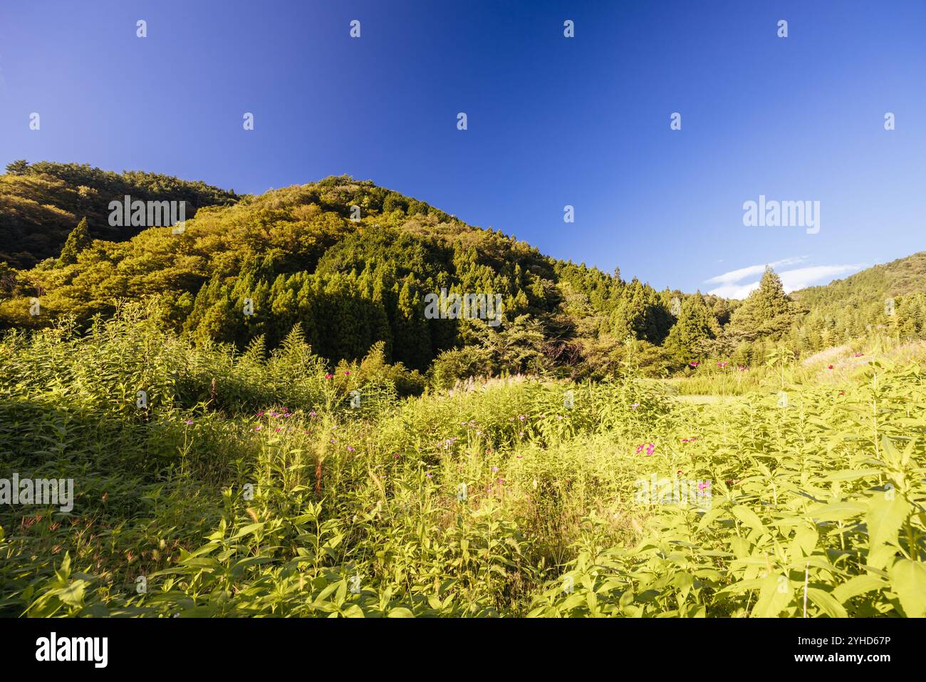 Nakasendo Trail Landscape in Japan Stock Photo - Alamy